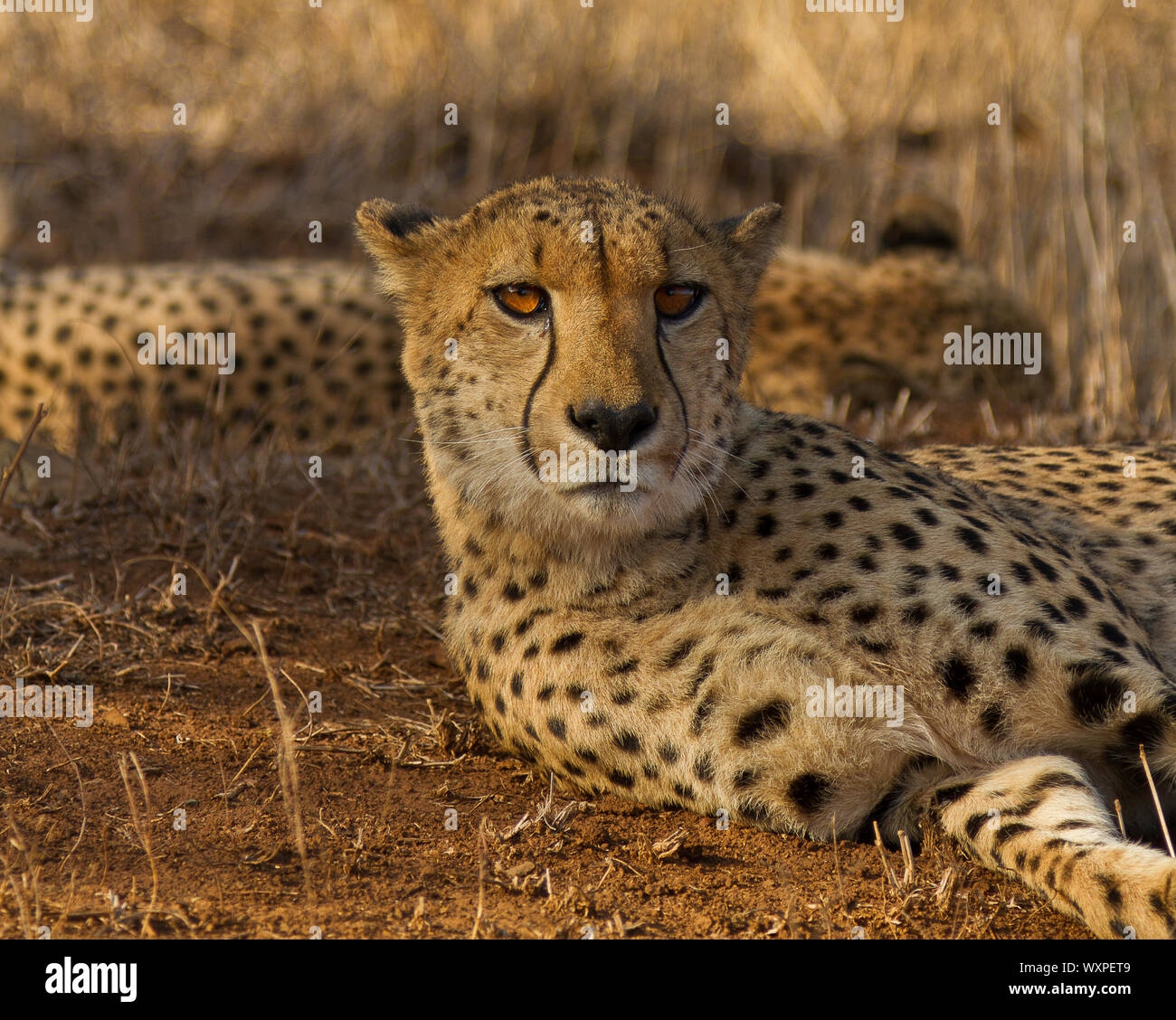 African cheetah in the wild Stock Photo - Alamy