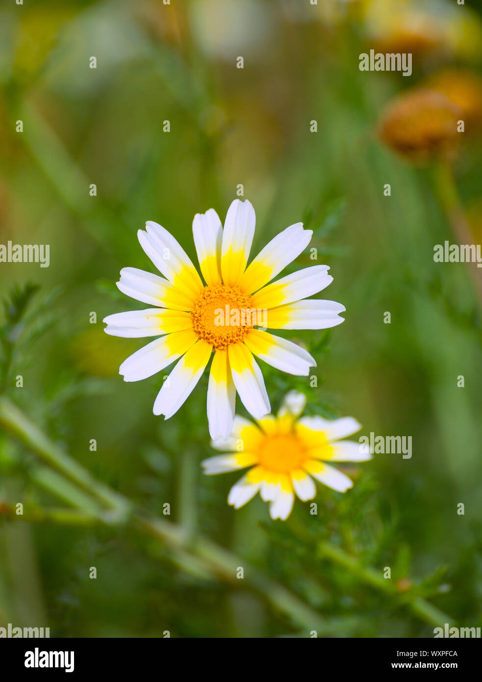 Menorca spring daisy white and yellow wild flowers in Balearic islands ...