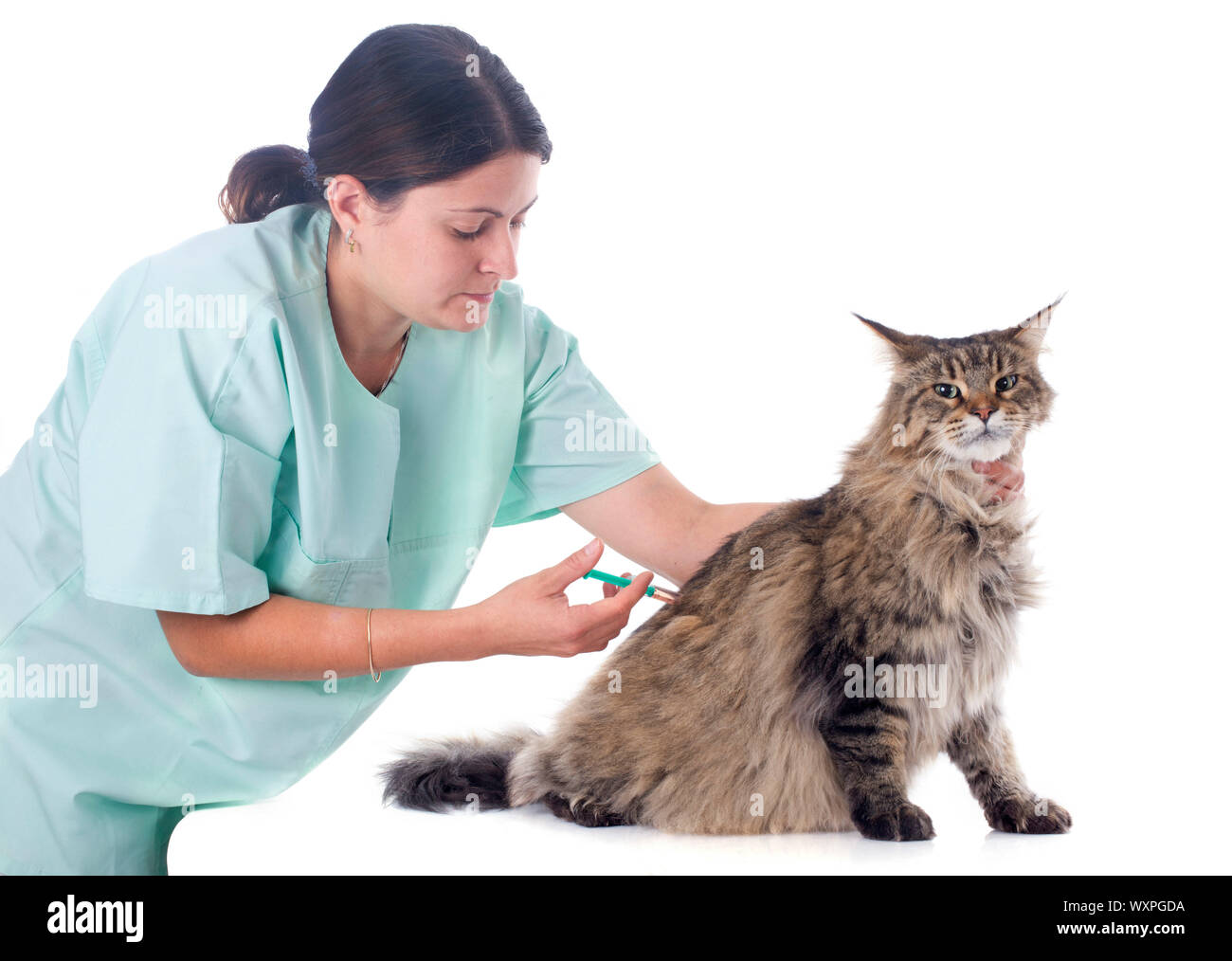 portrait of a purebred maine coon cat and vet Stock Photo - Alamy