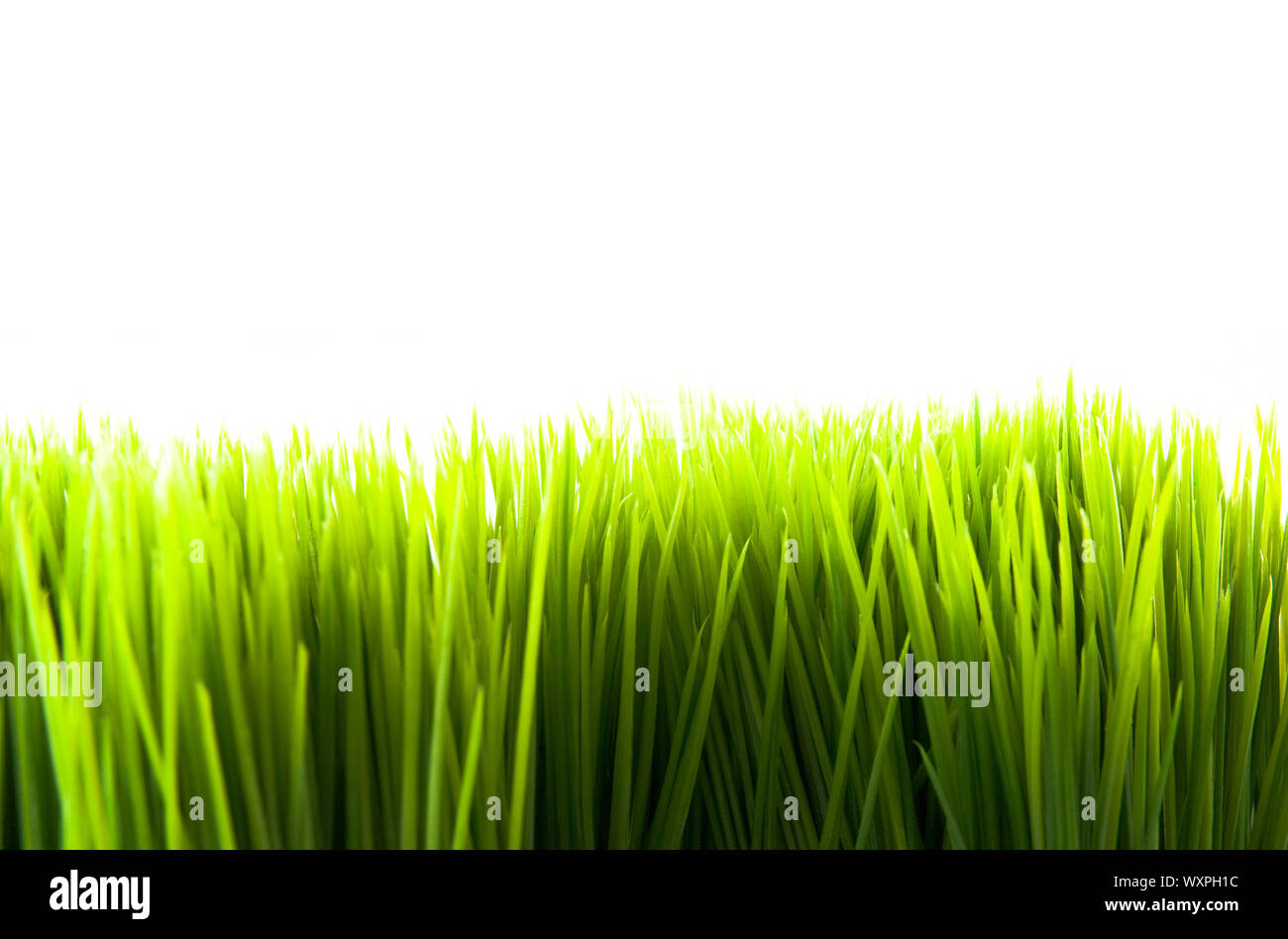 Fake plastic green grass isolated on white background Stock Photo - Alamy