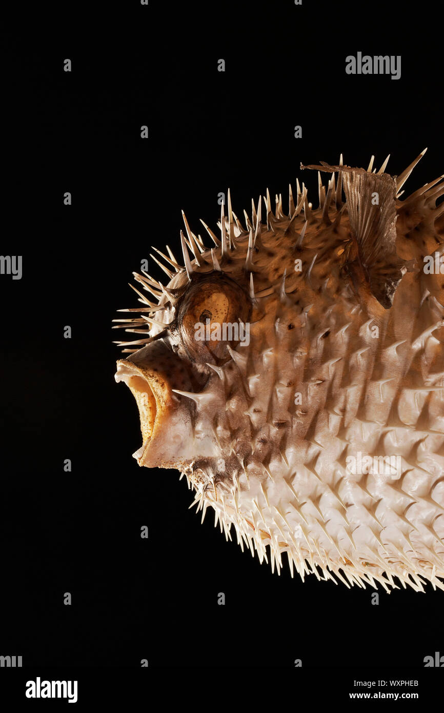 Puffer filefish hi-res stock photography and images - Alamy