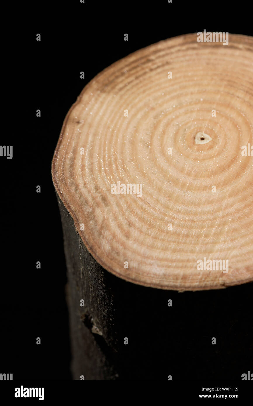 Cross section of tree stump isolated over black background Stock Photo ...