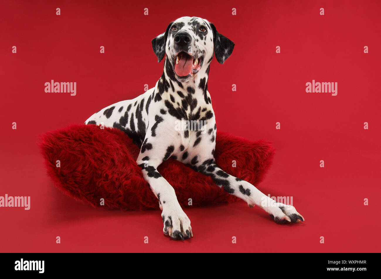 Dalmatian dog sitting looking up hi-res stock photography and images ...