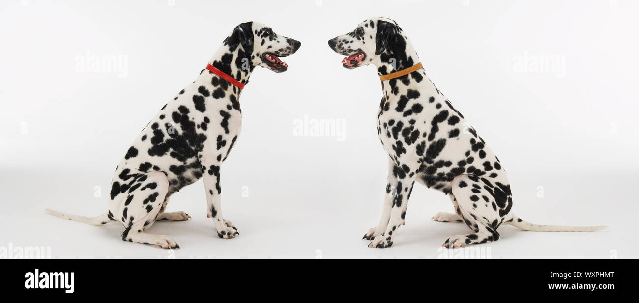 Side view of two Dalmatians sitting face to face against white ...