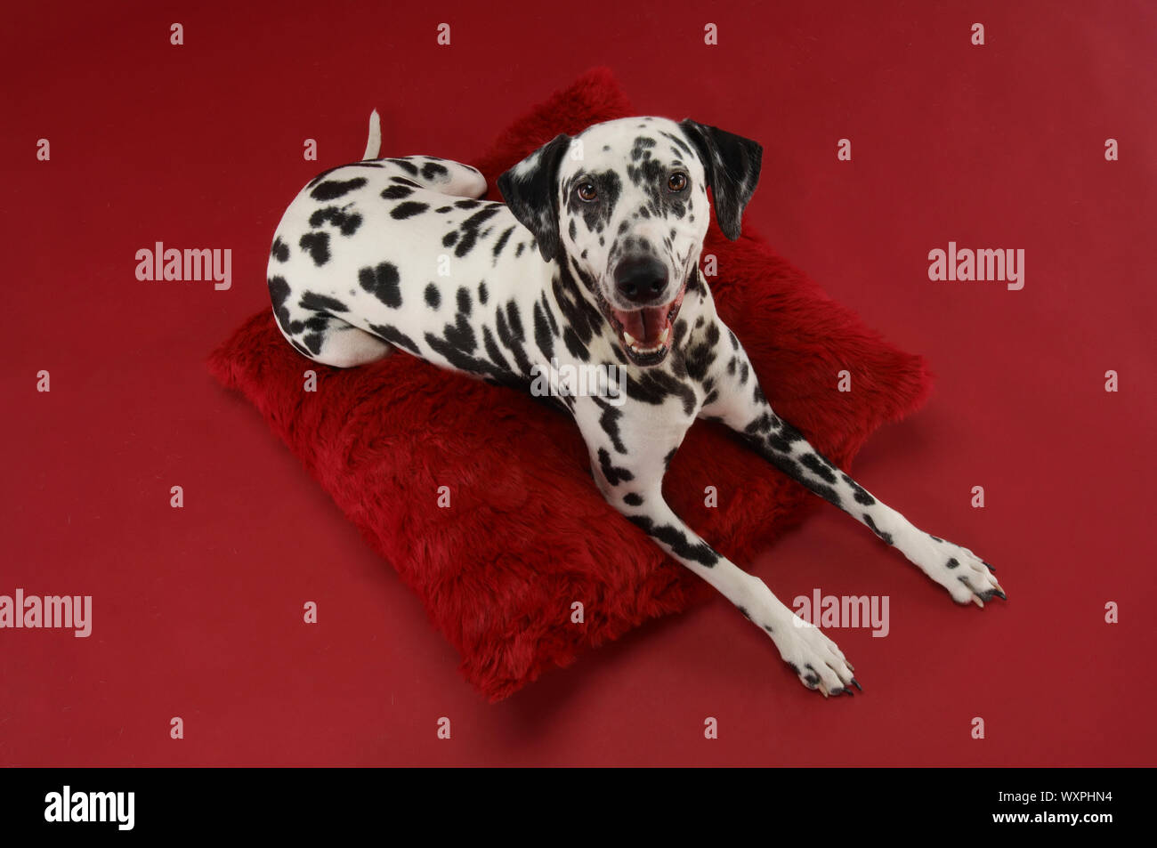 Firehouse dog relaxing on cushion over red background Stock Photo - Alamy