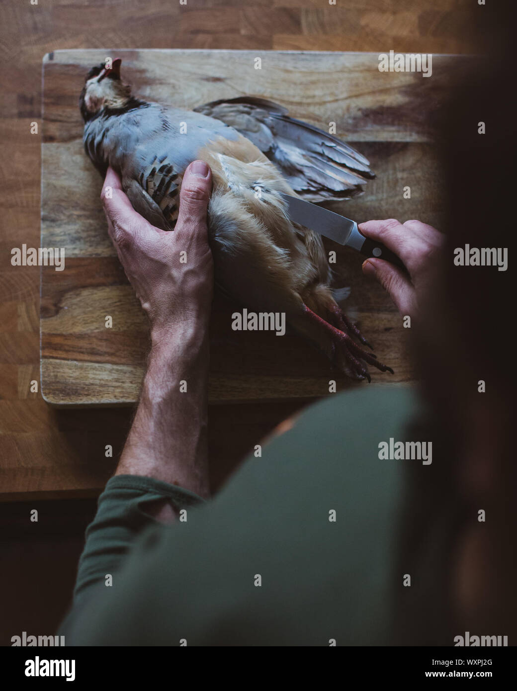 Man holding dead bird hi-res stock photography and images - Alamy