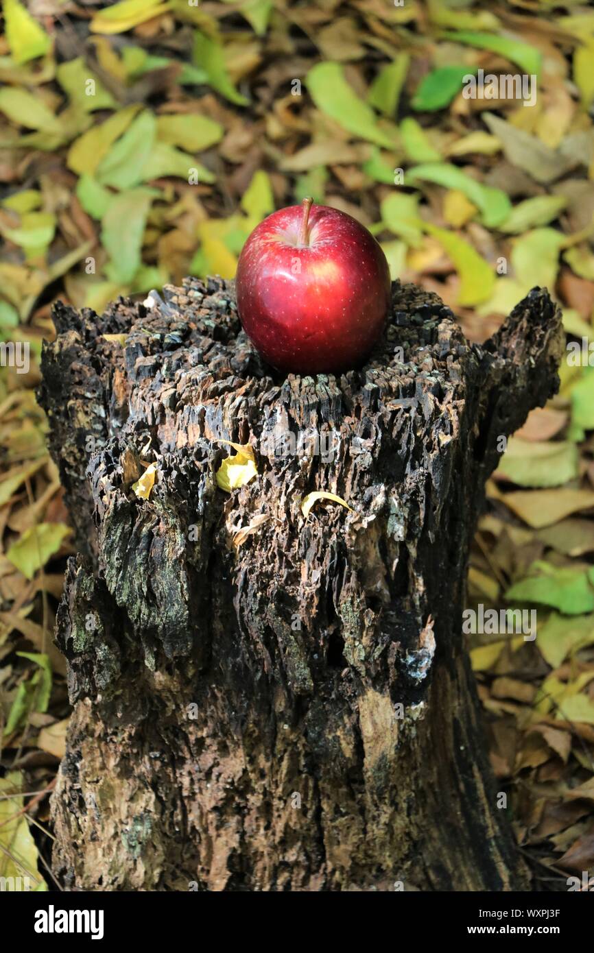 Tronc trunk hi-res stock photography and images - Alamy