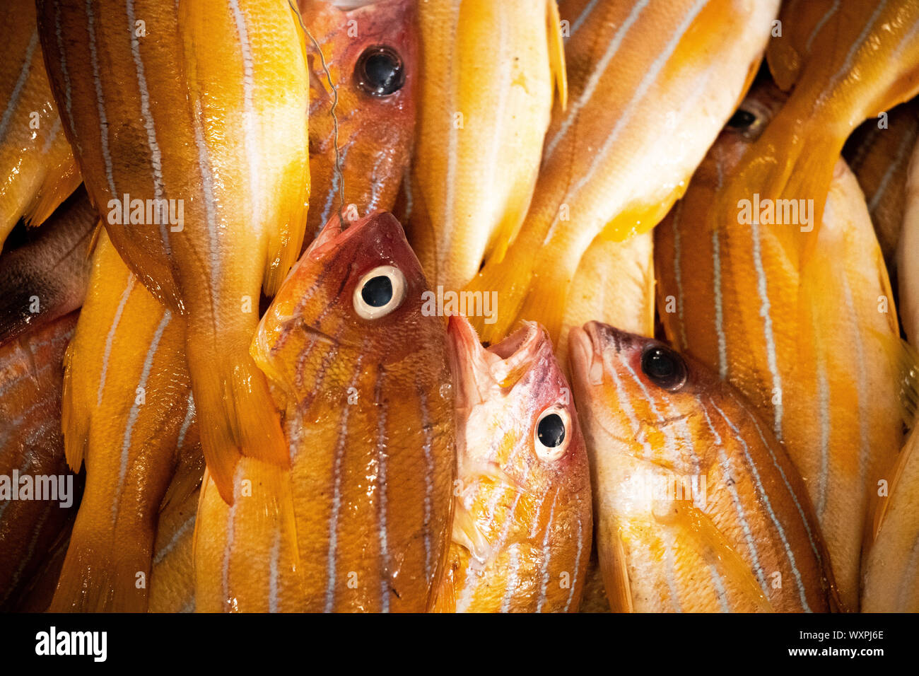 Slice of fishes hi-res stock photography and images - Alamy