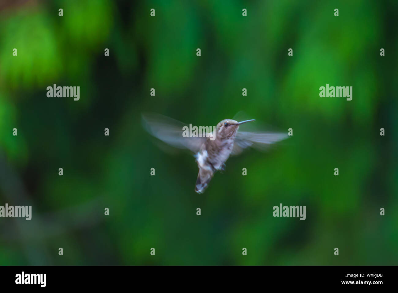 Anna's hummingbird in flight, Vancouver Island, British Columbia ...
