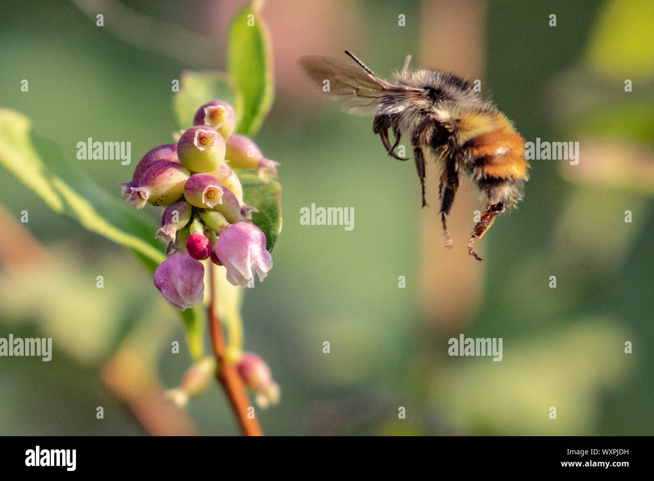 Bee hovering by a flower, Vancouver Island, British Columbia, Canada ...