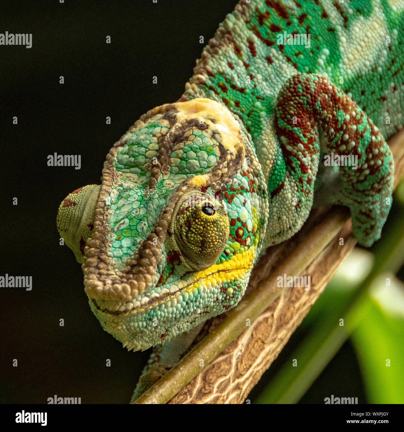 Chameleon front hi-res stock photography and images - Alamy