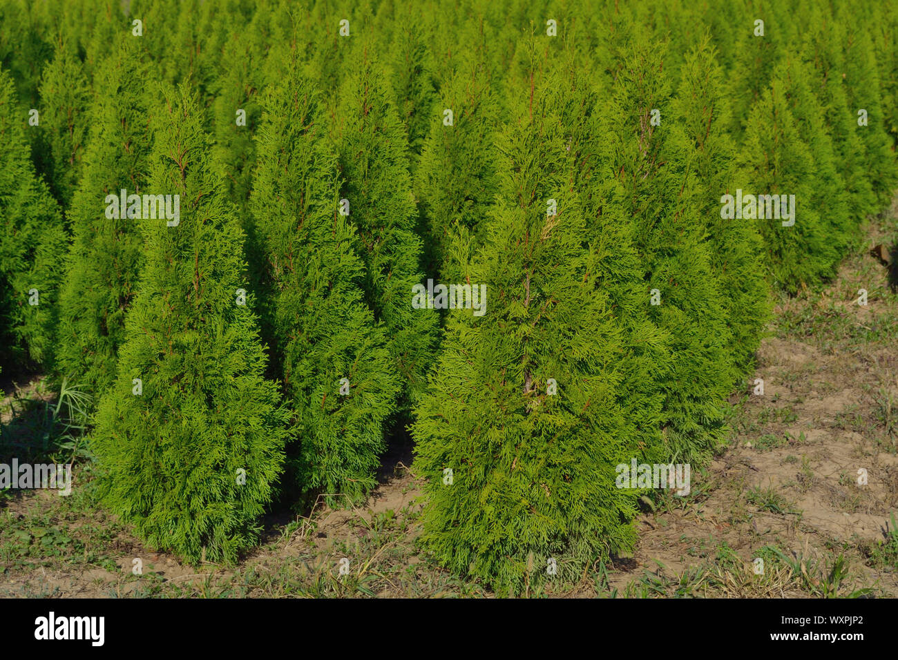 Young conifers seedlings field, cedar, Thuja occidentalis Stock Photo ...