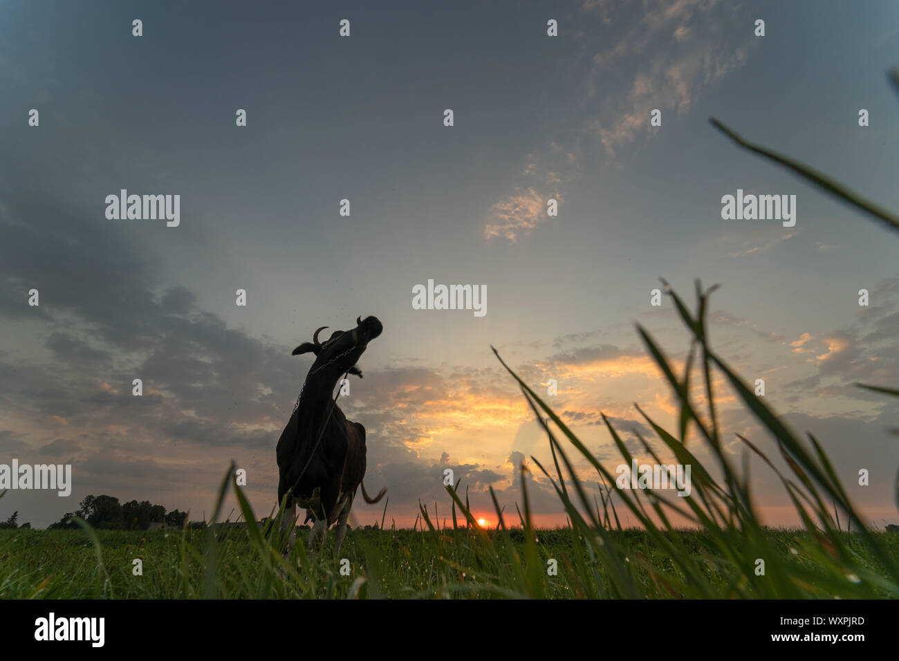 Silhouetted cow in the countryside in a field in the evening at sunset ...