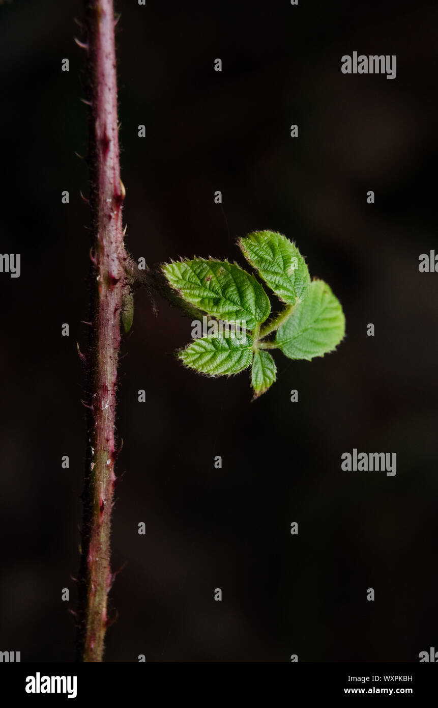 Leaves on a twig hi-res stock photography and images - Alamy