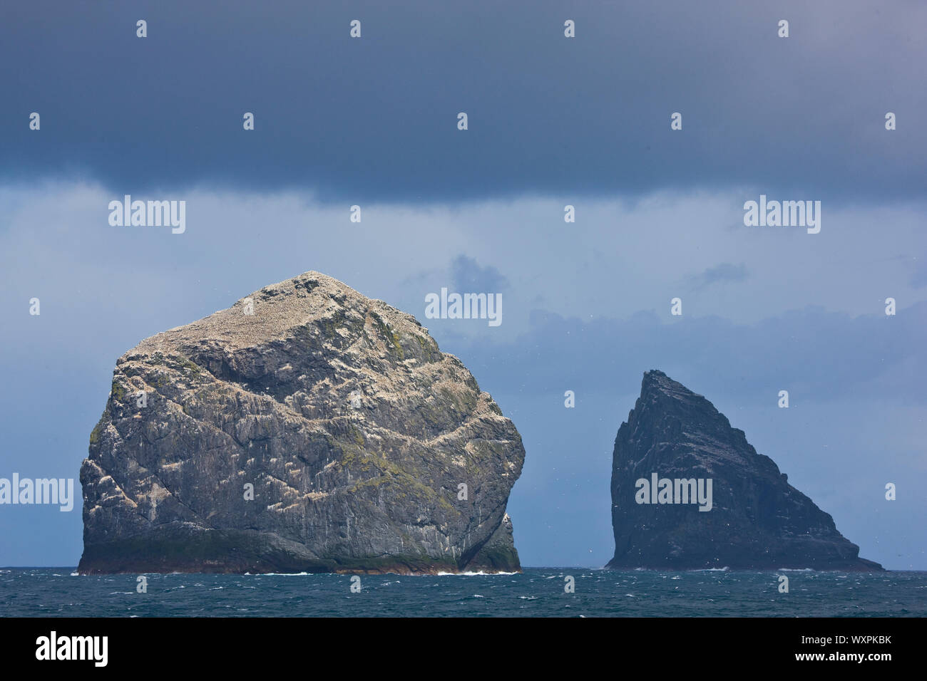 Isla Stac Lee y Stac an Armin. Colonia de alcatraz. Archipielago St ...