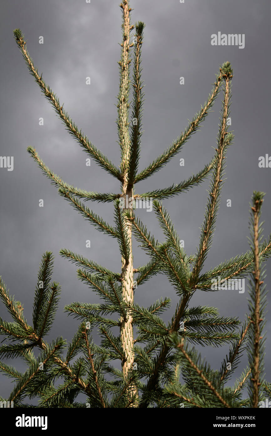 Fir tree and grey sky. Fir background Stock Photo - Alamy