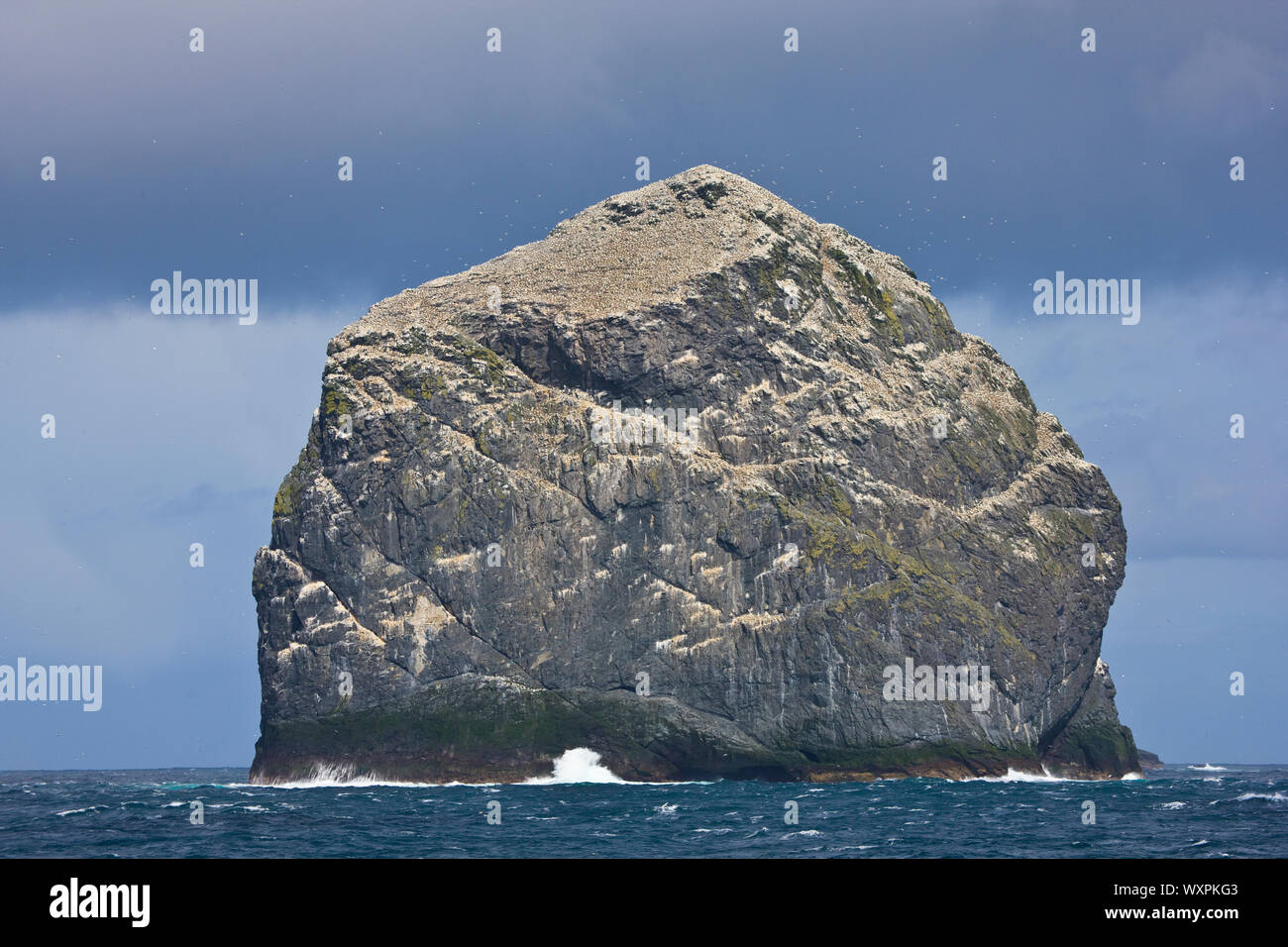 Isla Stac Lee. Colonia de alcatraz. Archipielago St. Kilda. Outer ...