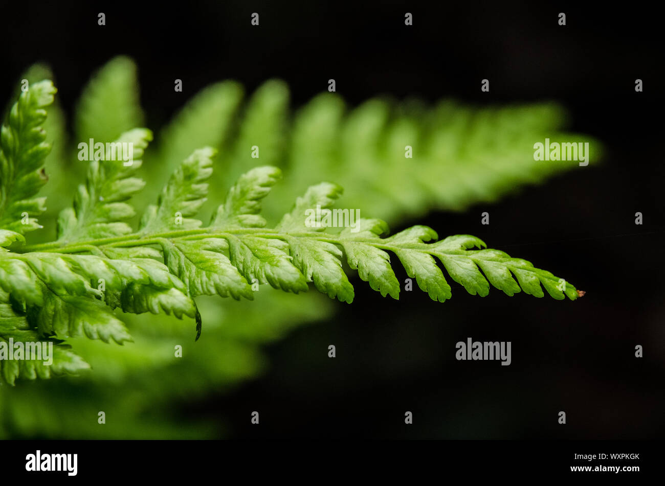 Polypodiopsida, macro photograph of fern leaves in the forest against ...