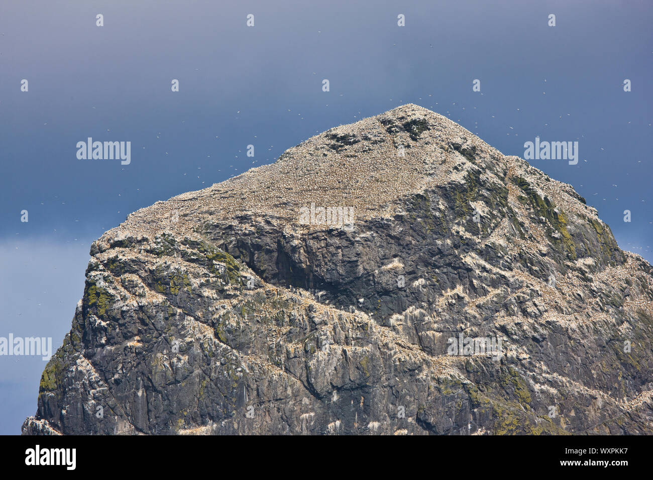 Isla Stac Lee. Colonia de alcatraz. Archipielago St. Kilda. Outer ...