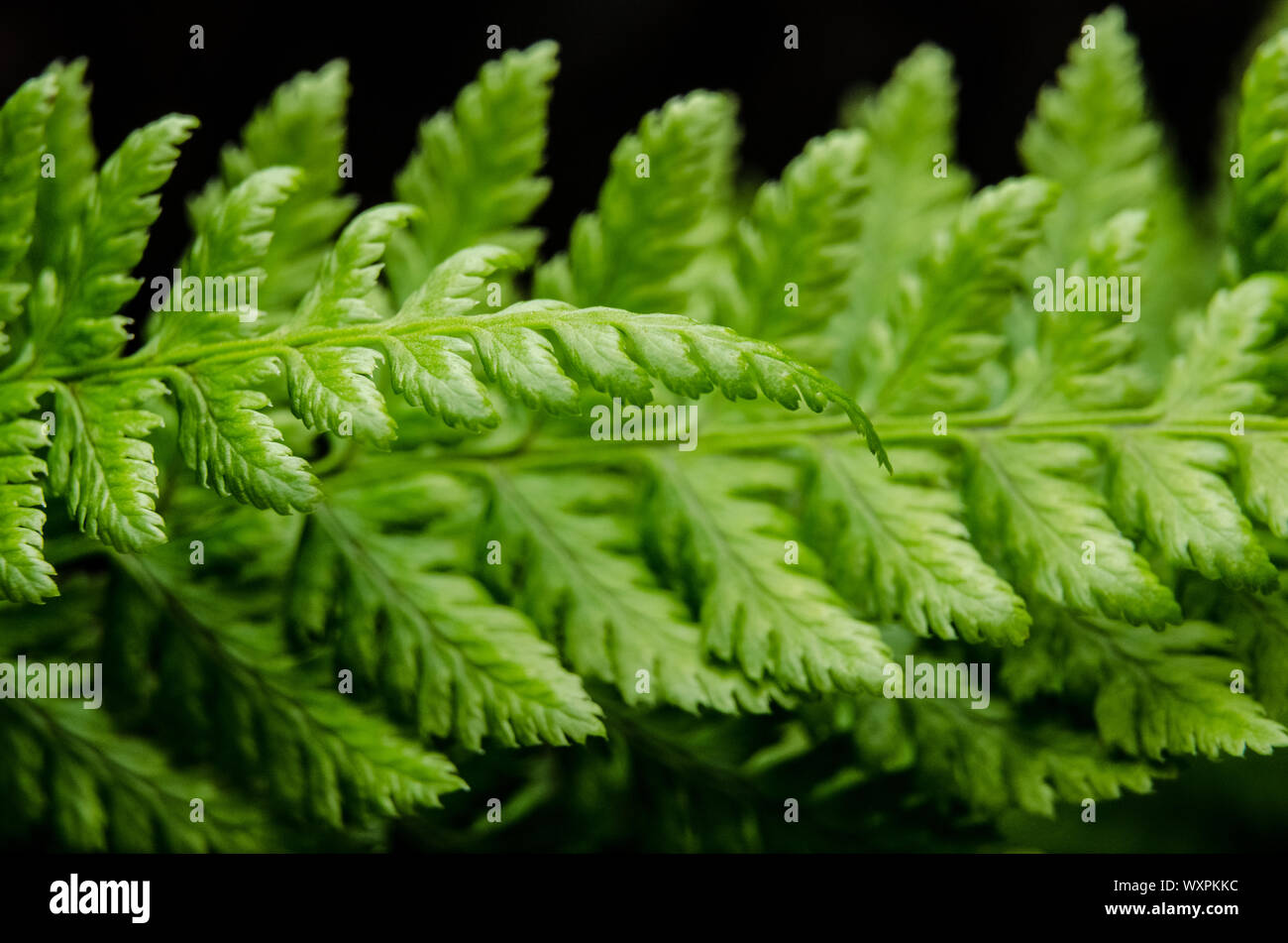 Polypodiopsida, macro photograph of fern leaves in the forest against ...