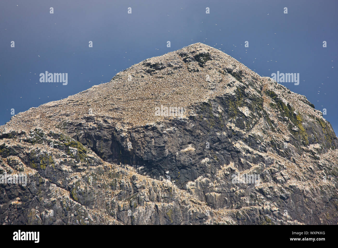 Isla Stac Lee. Colonia de alcatraz. Archipielago St. Kilda. Outer ...