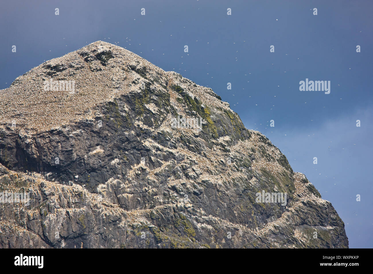 Isla Stac Lee. Colonia de alcatraz. Archipielago St. Kilda. Outer ...
