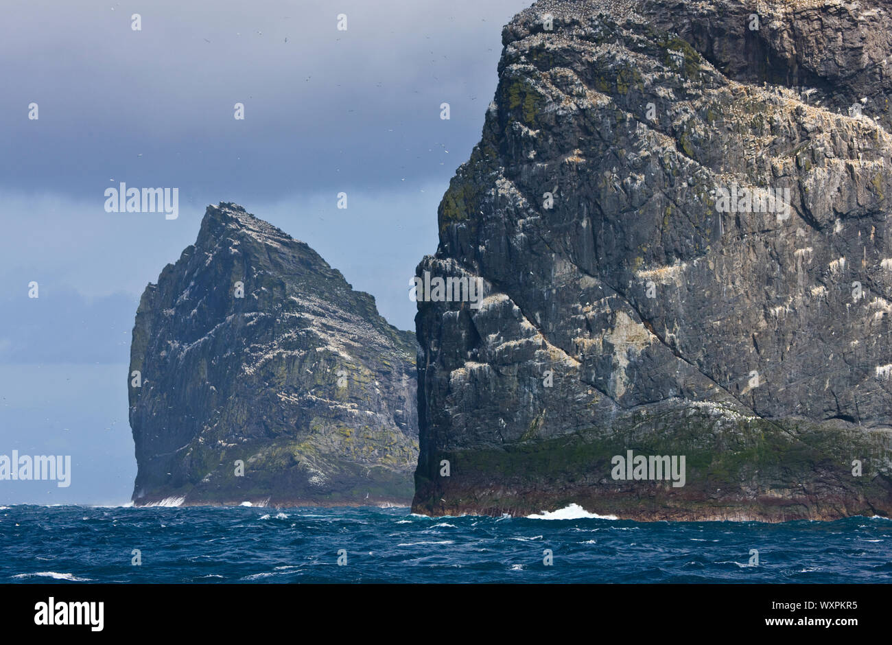 Isla Stac Lee y Stac an Armin. Colonia de alcatraz. Archipielago St ...