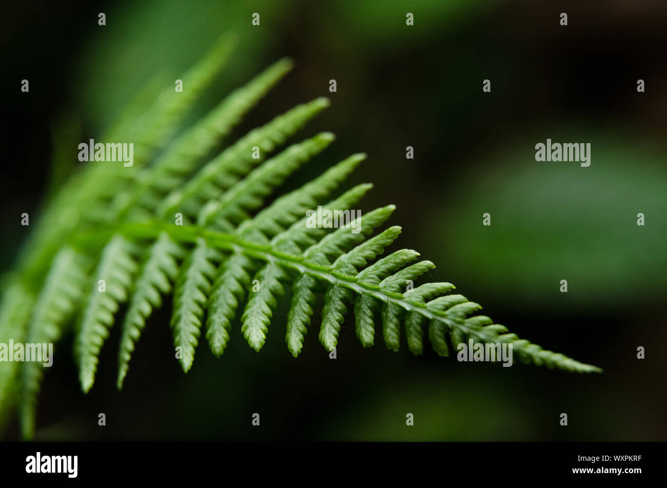 Polypodiopsida, macro photograph of fern leaves in the forest against ...