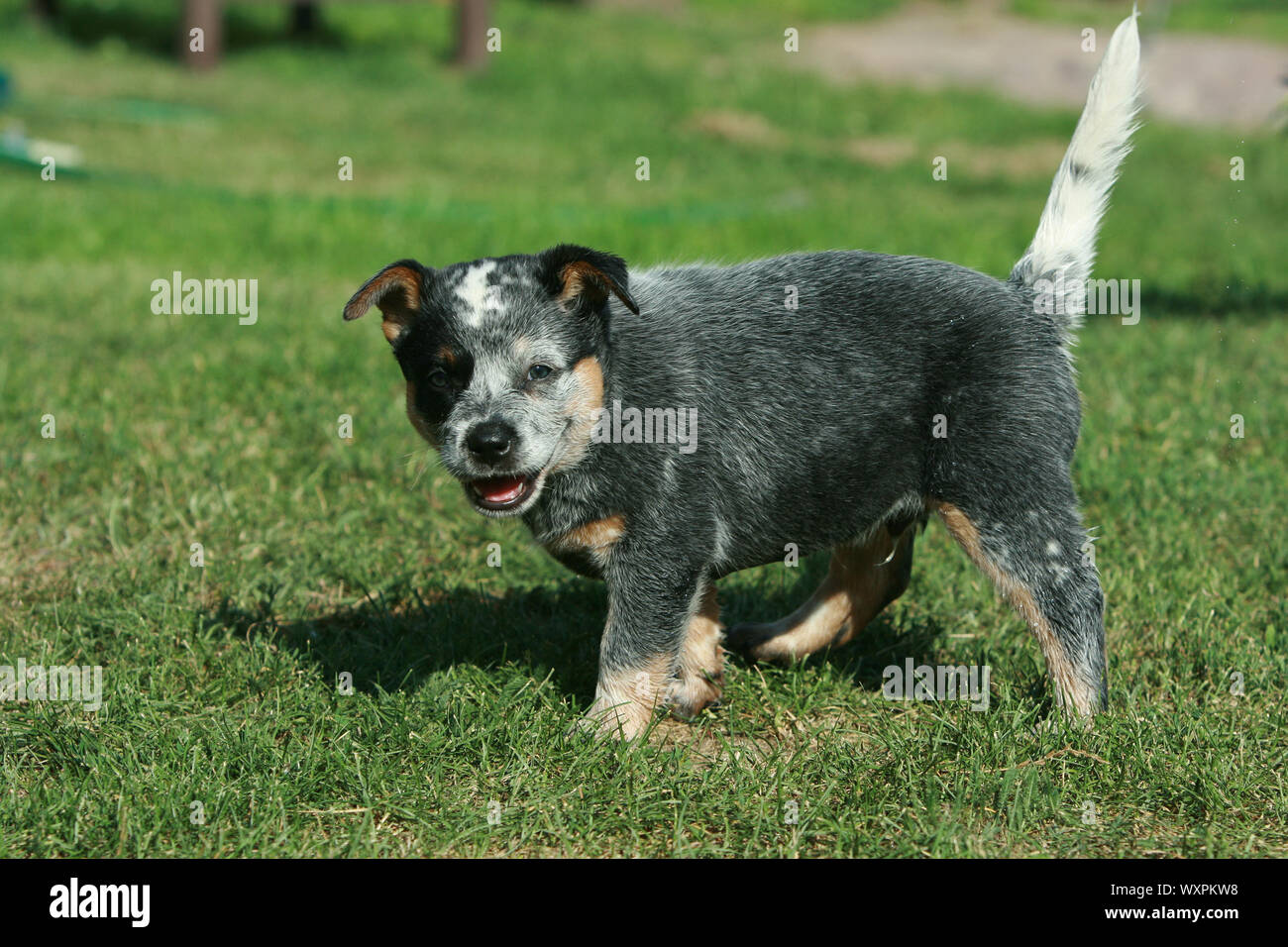 Australian cattle dog puppy hi-res stock photography and images - Alamy