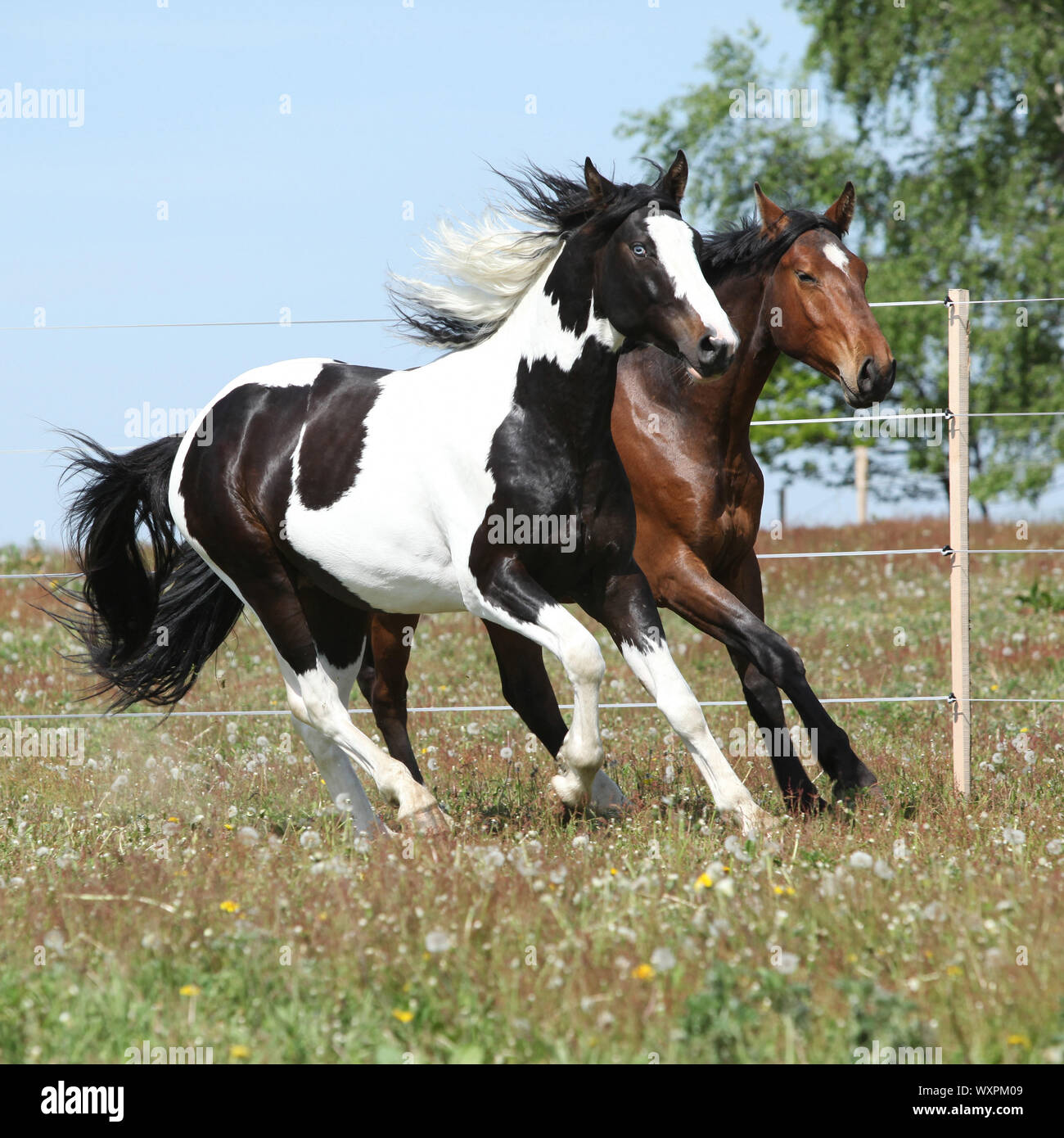 Two amazing horses running together on springs pasturage Stock Photo ...