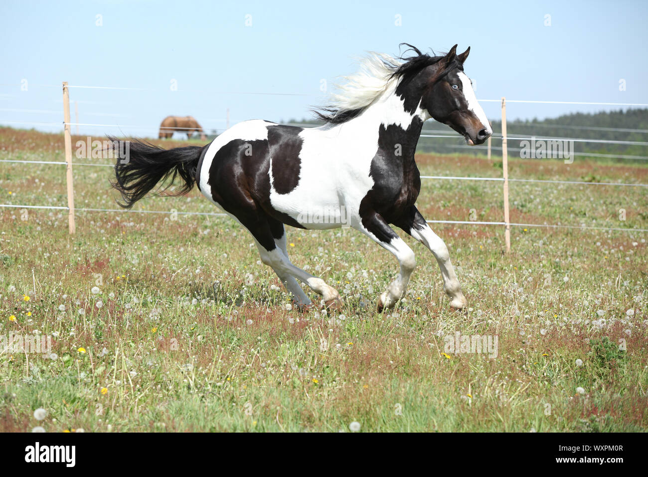 Gorgeous paint horse running on flowered spring pasturage Stock Photo ...