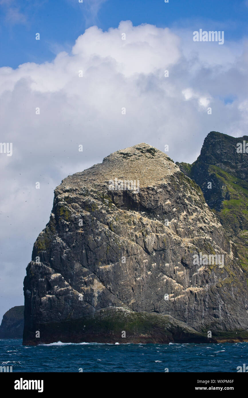Isla Stac Lee. Colonia de alcatraz. Archipielago St. Kilda. Outer ...