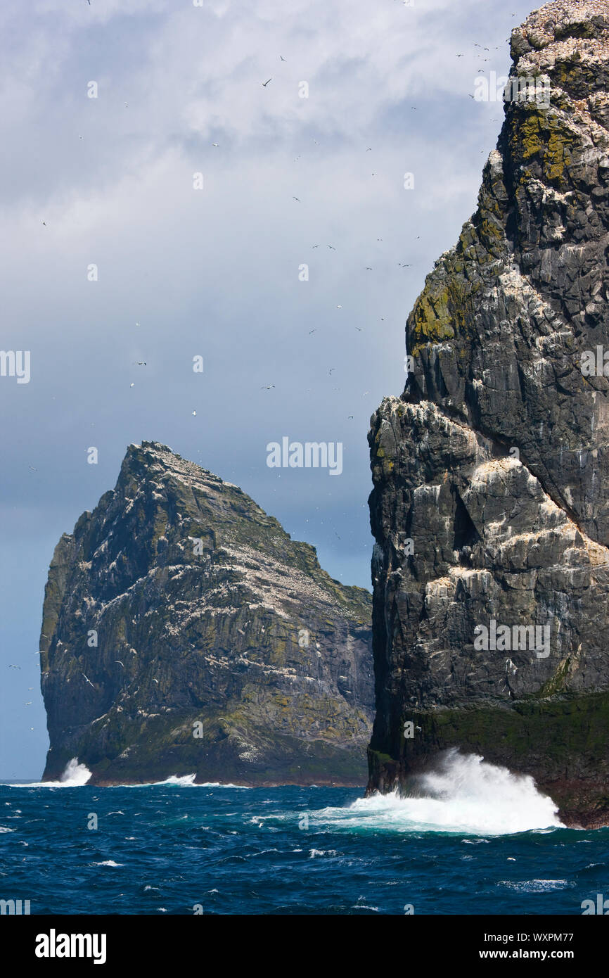 Isla Stac Lee y Stac an Armin. Colonia de alcatraz. Archipielago St ...