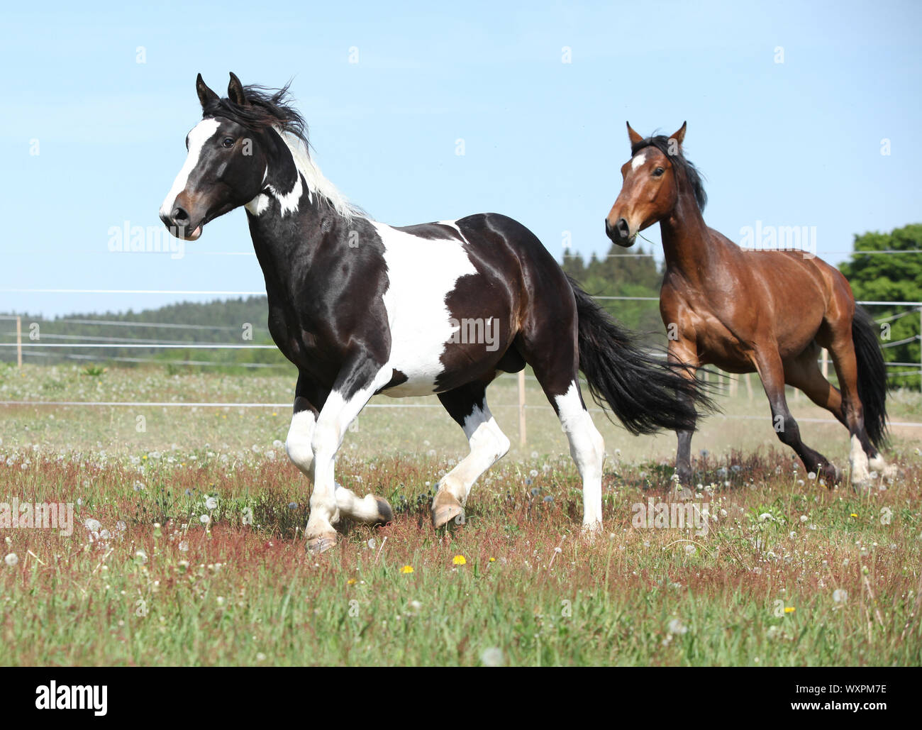 Two amazing horses running together on springs pasturage Stock Photo ...