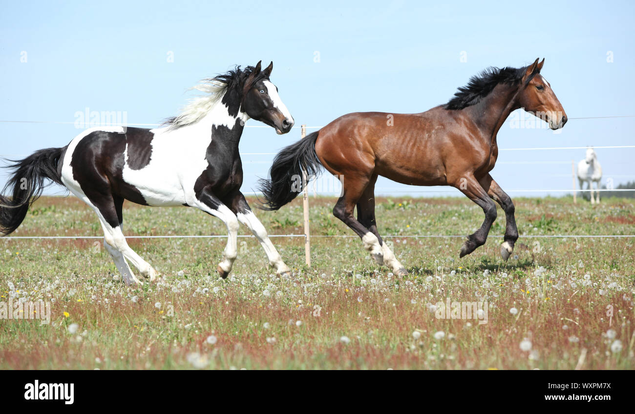 Two amazing horses running together on springs pasturage Stock Photo ...