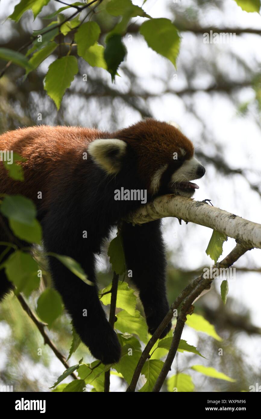 Red panda tongue hi-res stock photography and images - Alamy