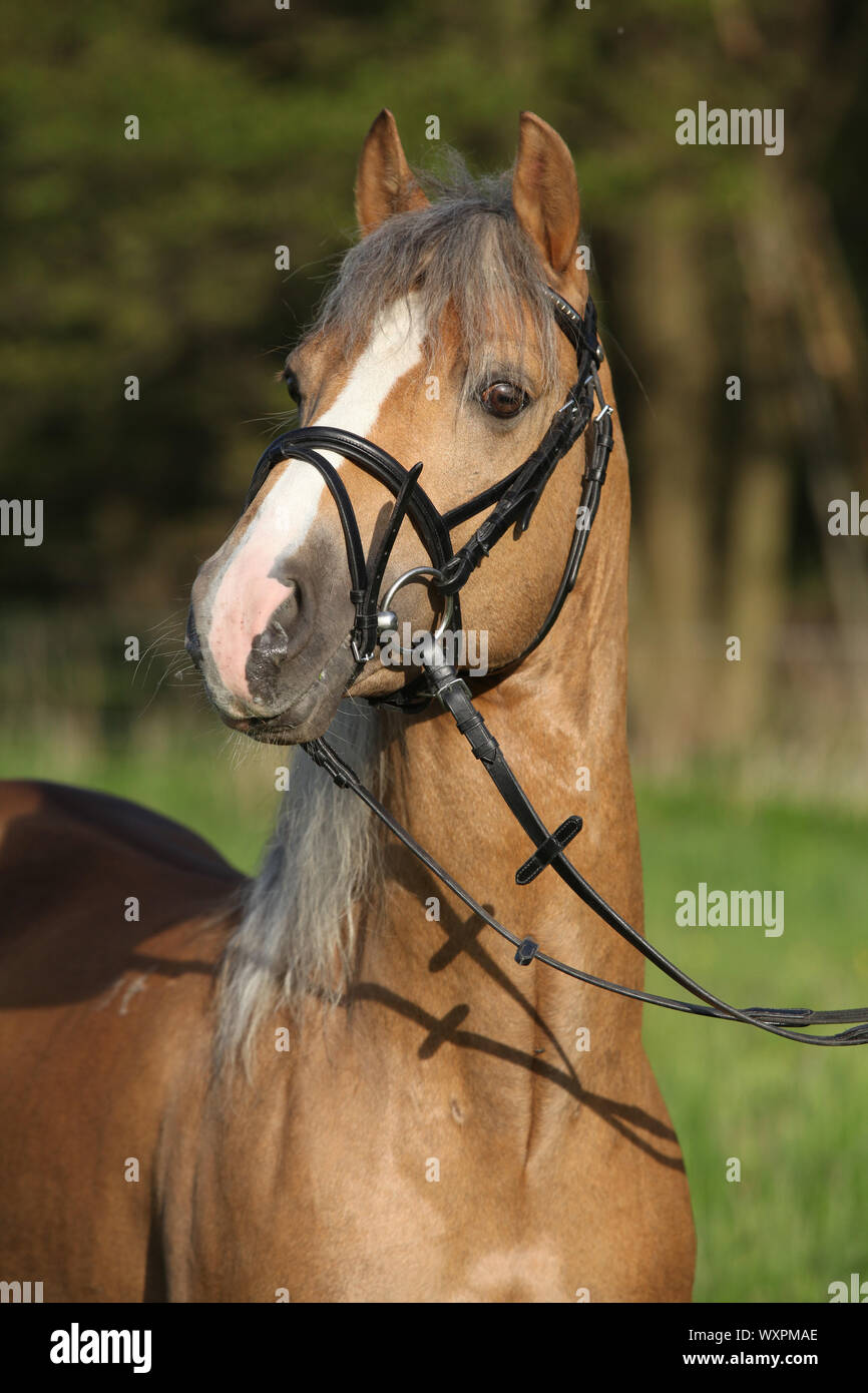 Portrait of nice pony in front of nature background Stock Photo - Alamy