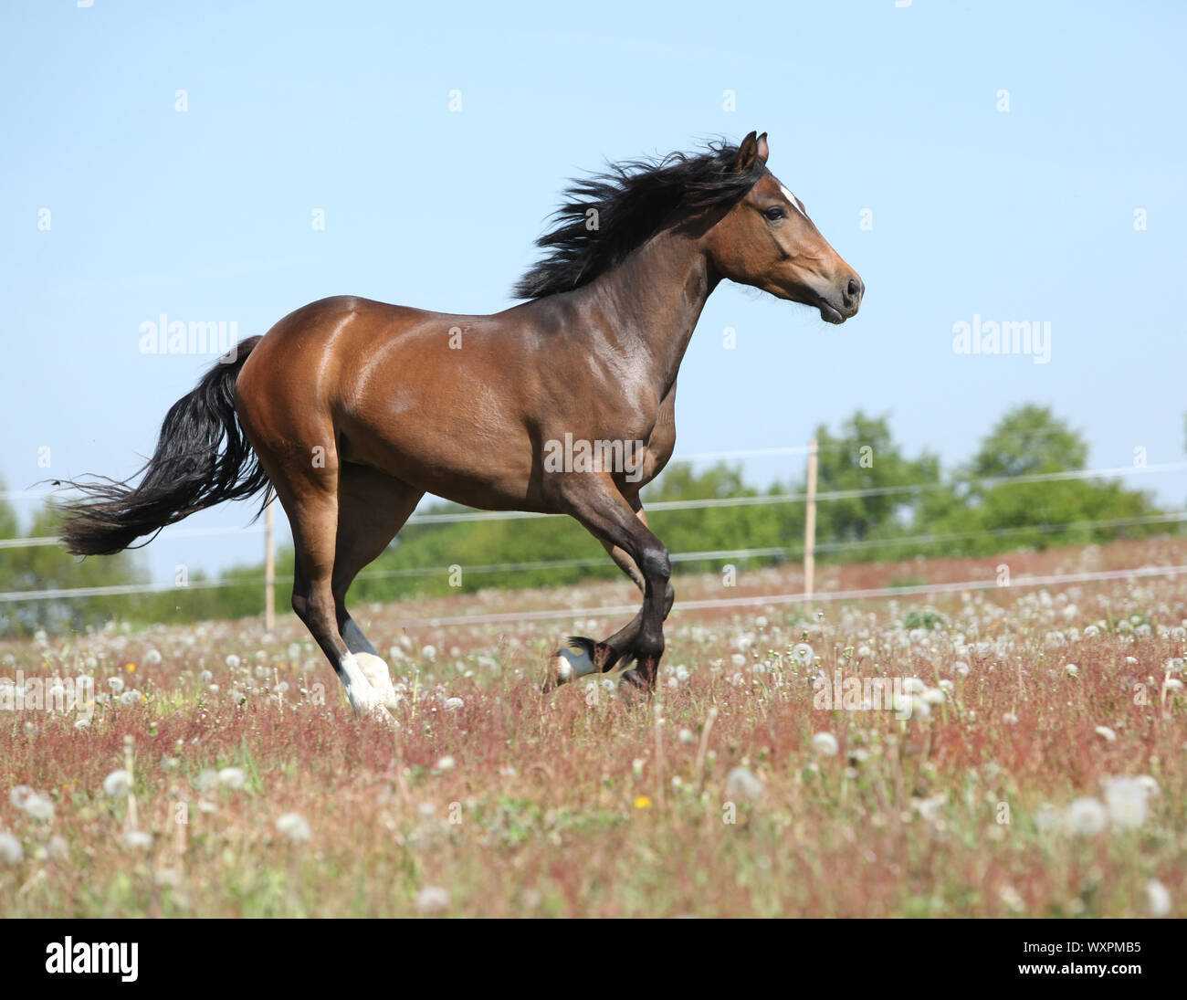 Amazing brown sport pony running on flowering pasturage Stock Photo - Alamy