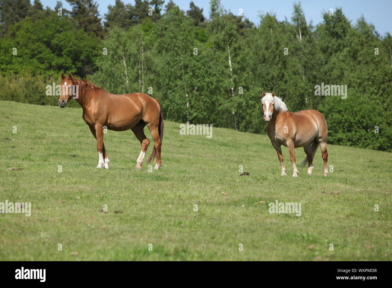 Two amazing horses standing on spring pasturage Stock Photo - Alamy