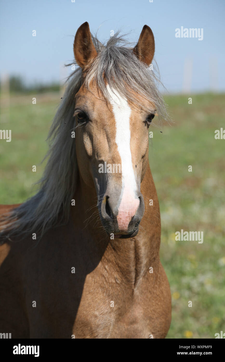 Amazing stallion running alone on summer pasturage Stock Photo - Alamy