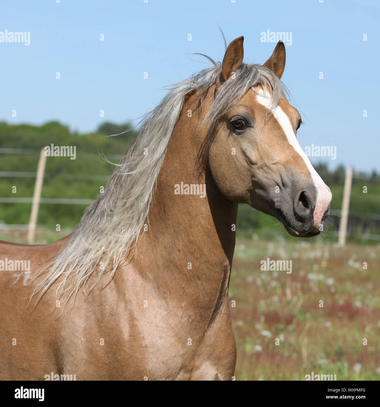 Amazing stallion running alone on summer pasturage Stock Photo - Alamy