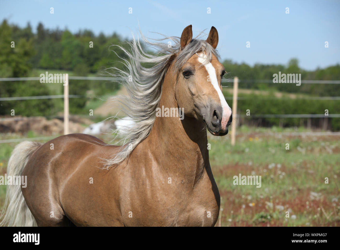 Amazing stallion running alone on summer pasturage Stock Photo - Alamy