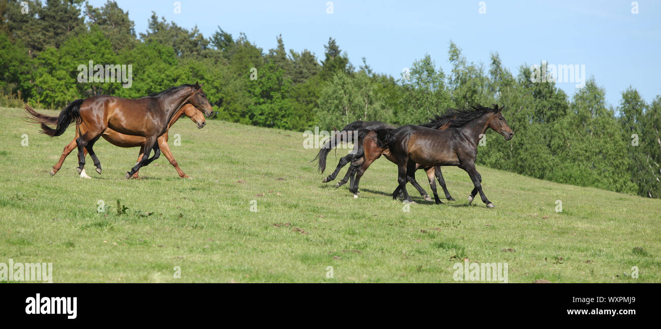 Brown horses running in group together Stock Photo - Alamy