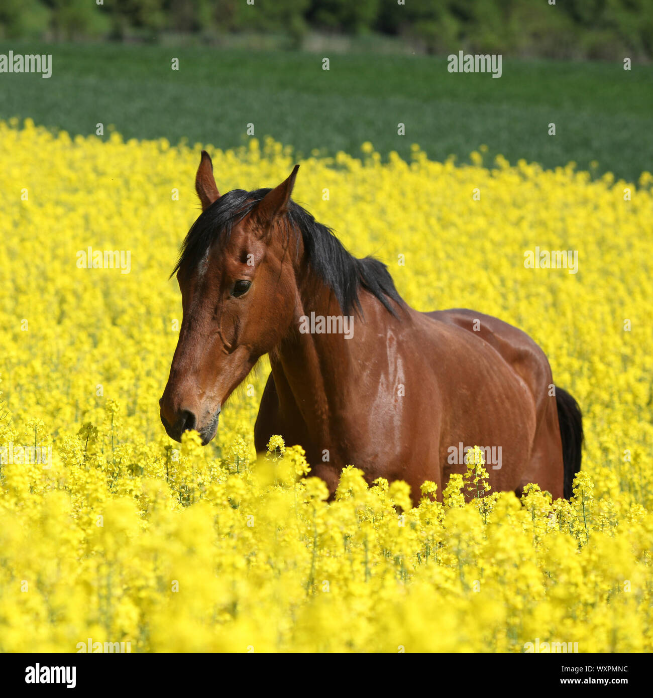 Amazing brown horse running in yellow flowers Stock Photo - Alamy