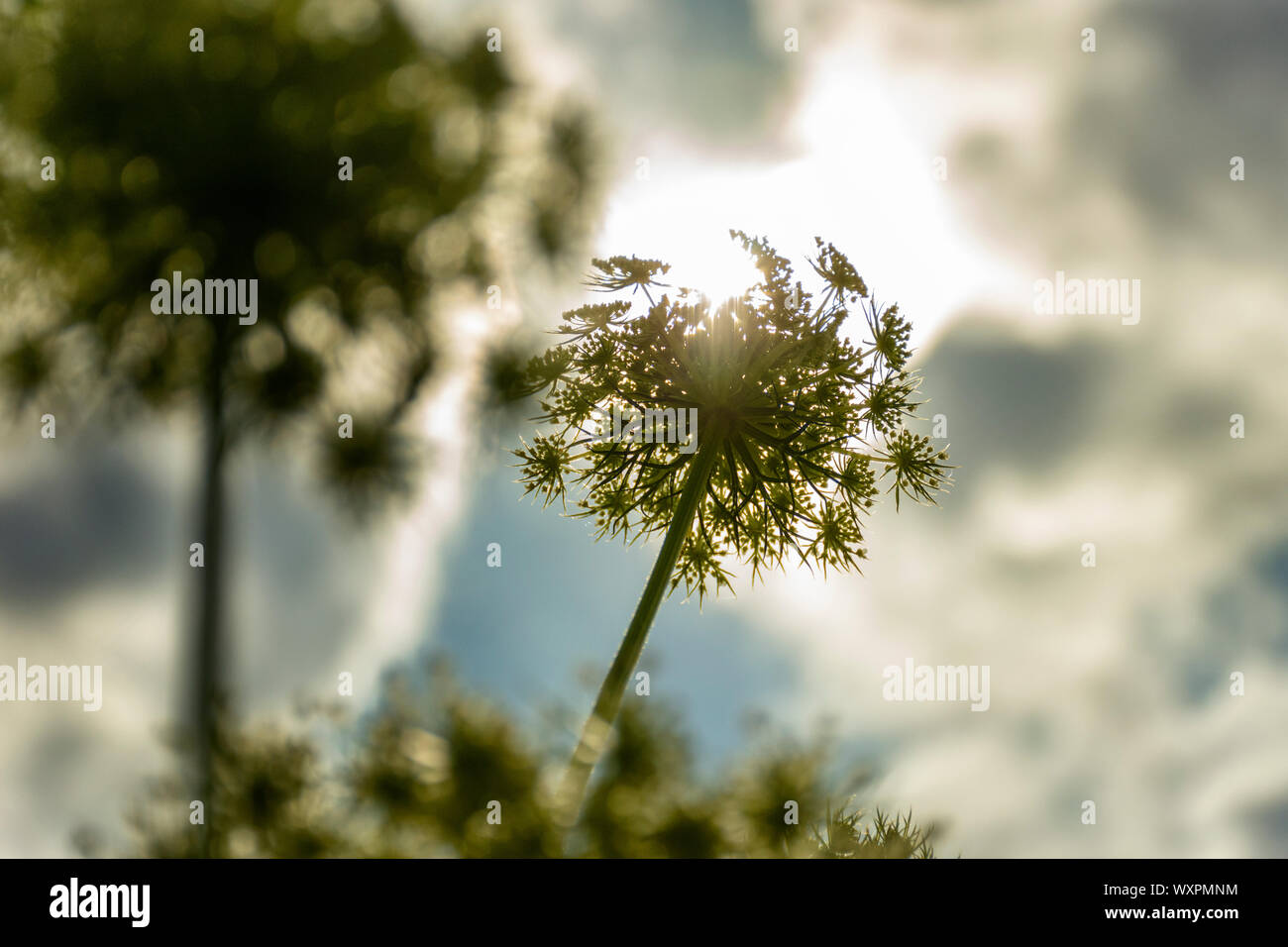 Umbelliferae family hi-res stock photography and images - Alamy