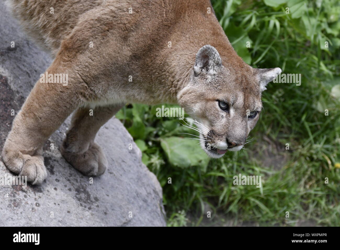 Cougar, Mountain Lion, Puma Stock Photo - Alamy