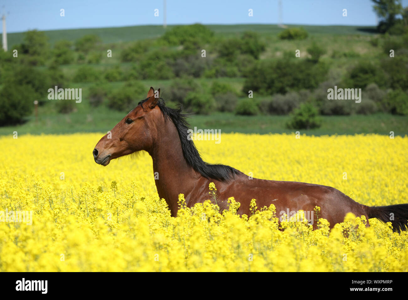 Amazing brown horse running in yellow flowers Stock Photo - Alamy