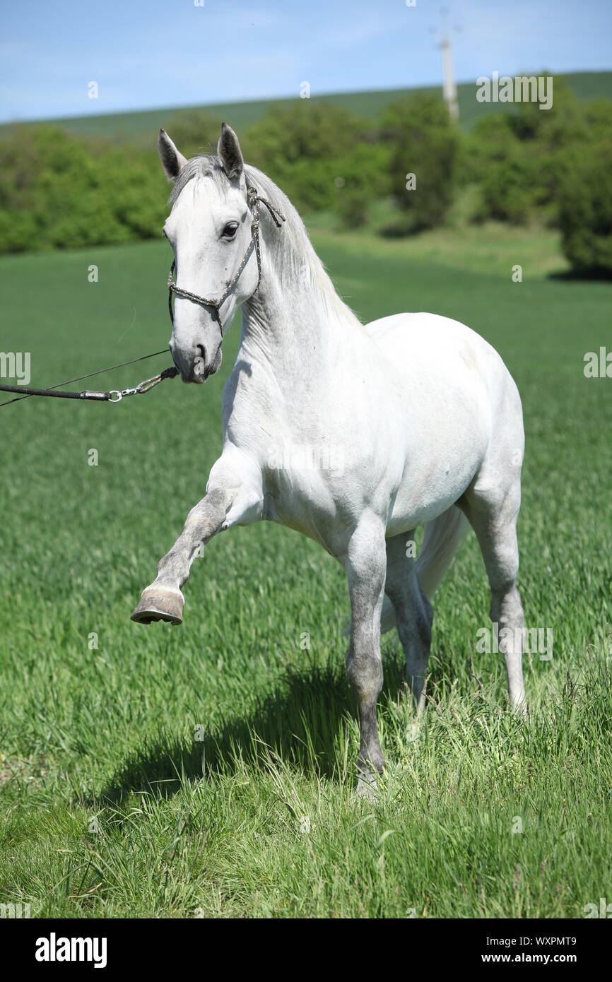 Lipizzaner show hi-res stock photography and images - Alamy