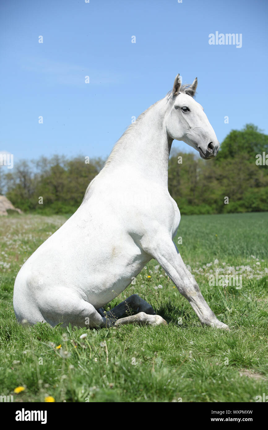 Sitting Horses Photography