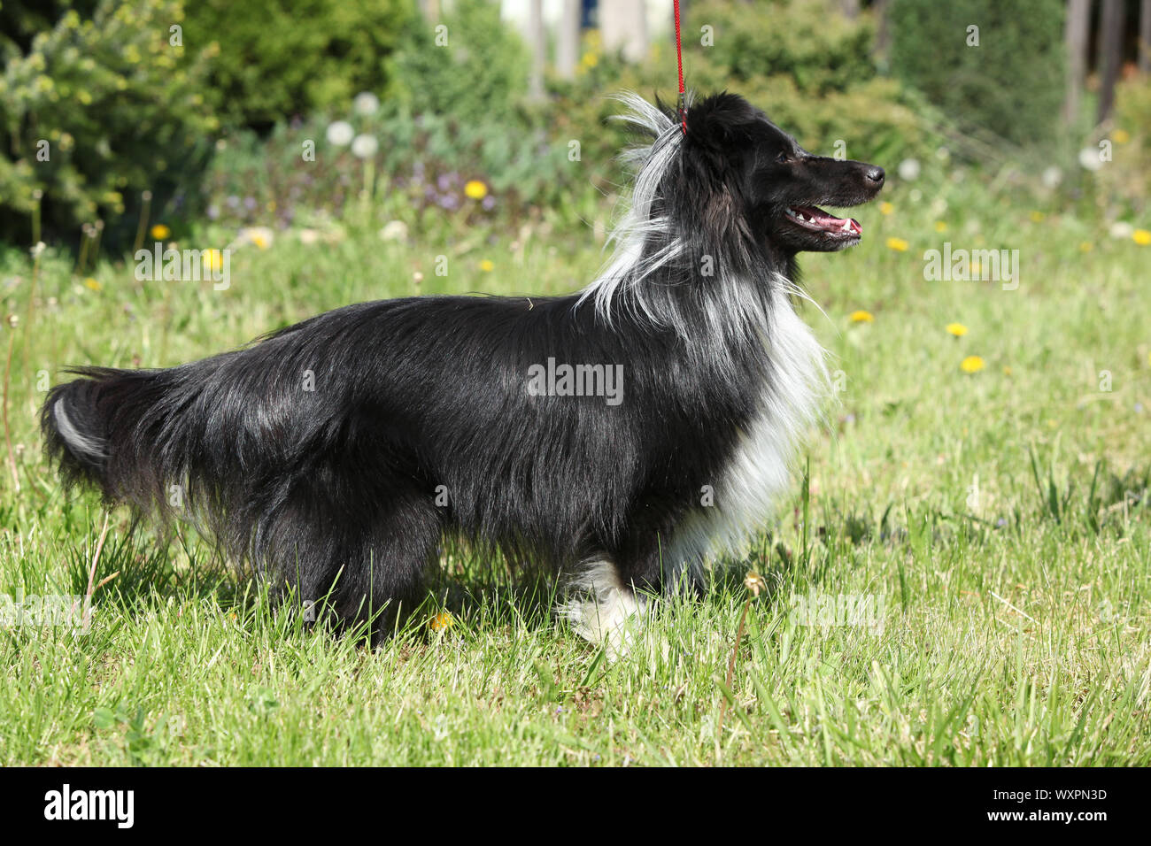 Smiling shetland sheepdog hi-res stock photography and images - Alamy
